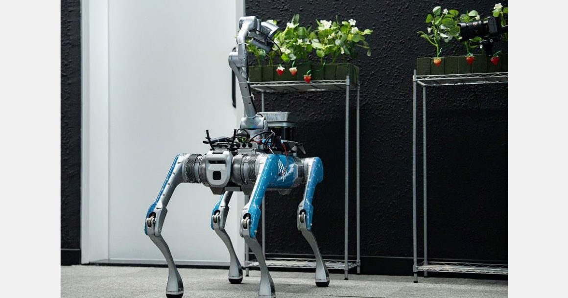 Abu Dhabi Develops AI Robot for Strawberry Harvesting - UPPERNEWS: UAE ...