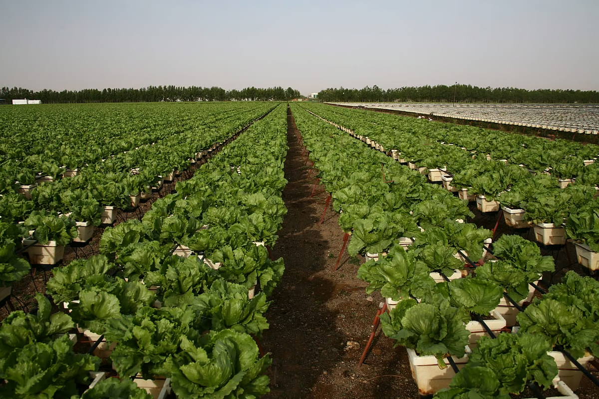 UAE Implements Vertical Farming to Reduce Crop Prices - UPPERNEWS: UAE ...