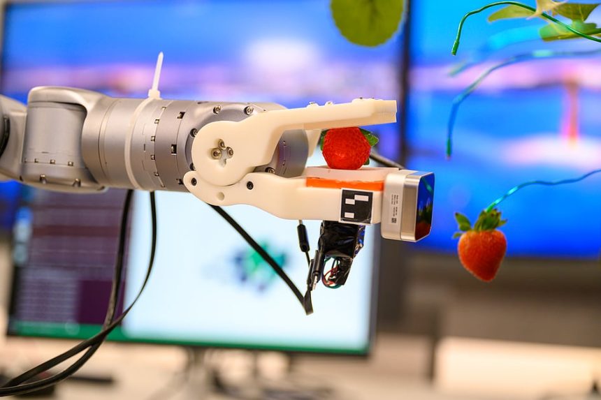 UAE's AI-Powered Strawberry-Picking Robot Addresses Labour Shortages in ...