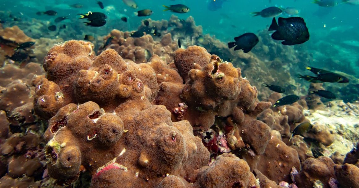 Abu Dhabi Unveils Largest Artificial Coral Reef Project in the Middle East - UPPERNEWS: UAE news ...